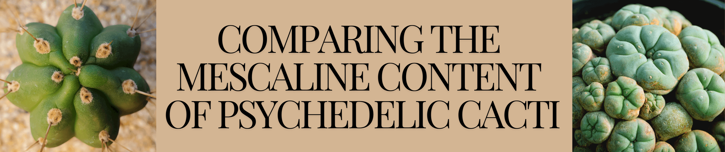 Comparing the Mescaline Content of Psychedelic Cacti – Sacred Buttons