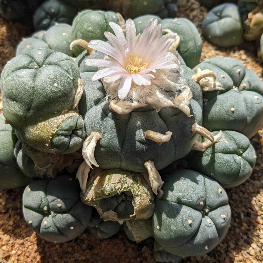 Peyote Seeds (Lophophora Williamsii Caespitosa) – Sacred Buttons™